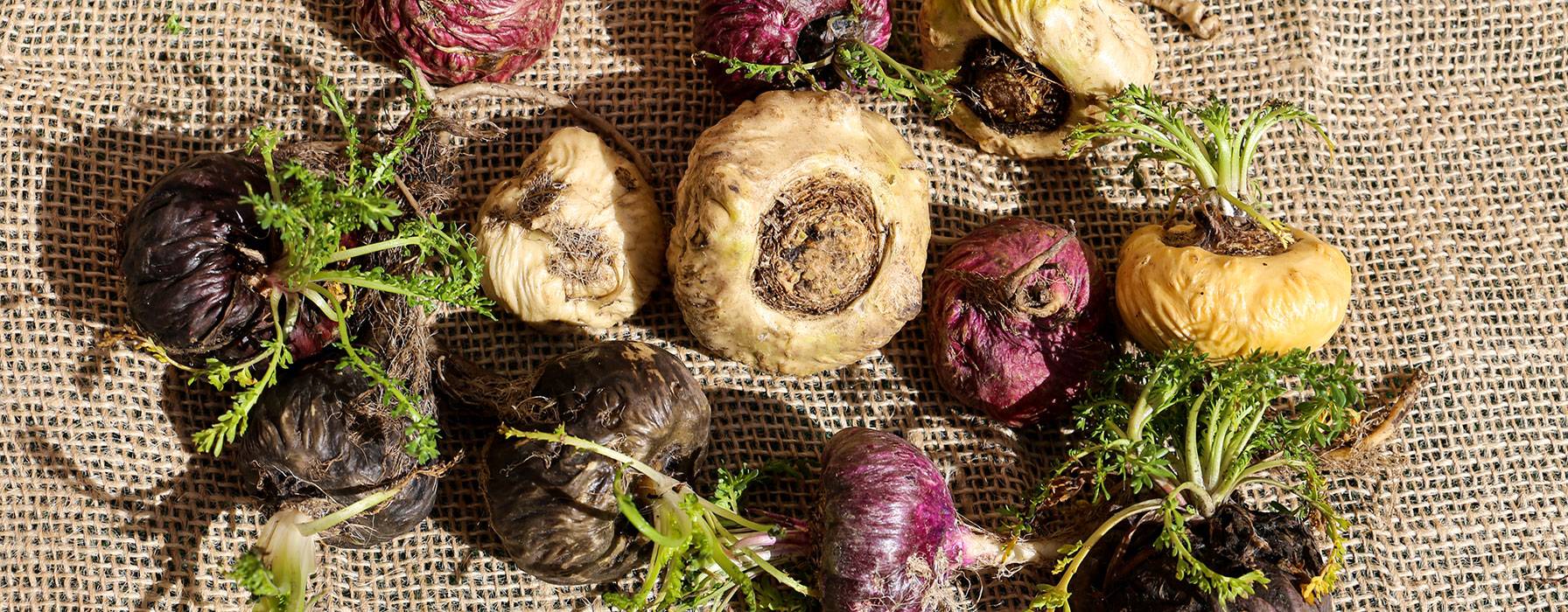 Maca – revitalizante y regenerador - Magazine - Weleda